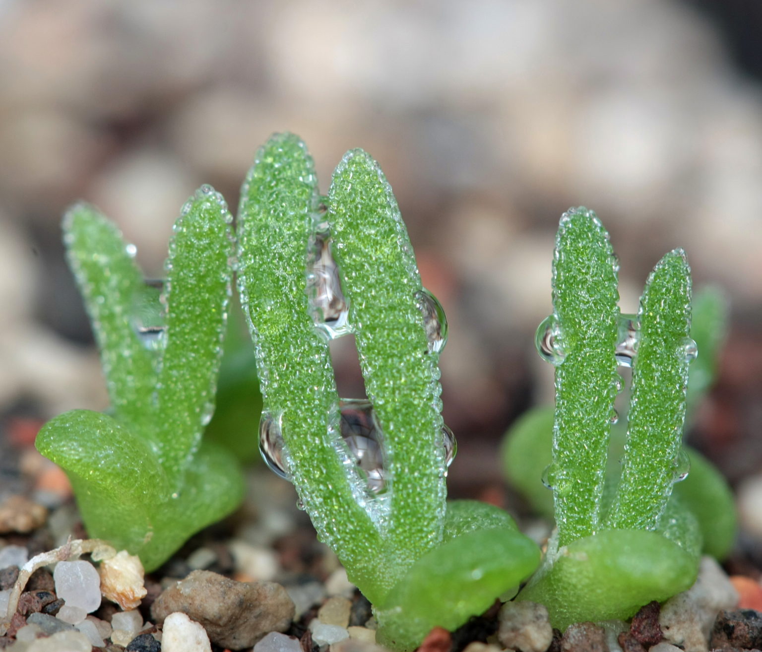 Aizoaceae – Succulents 101