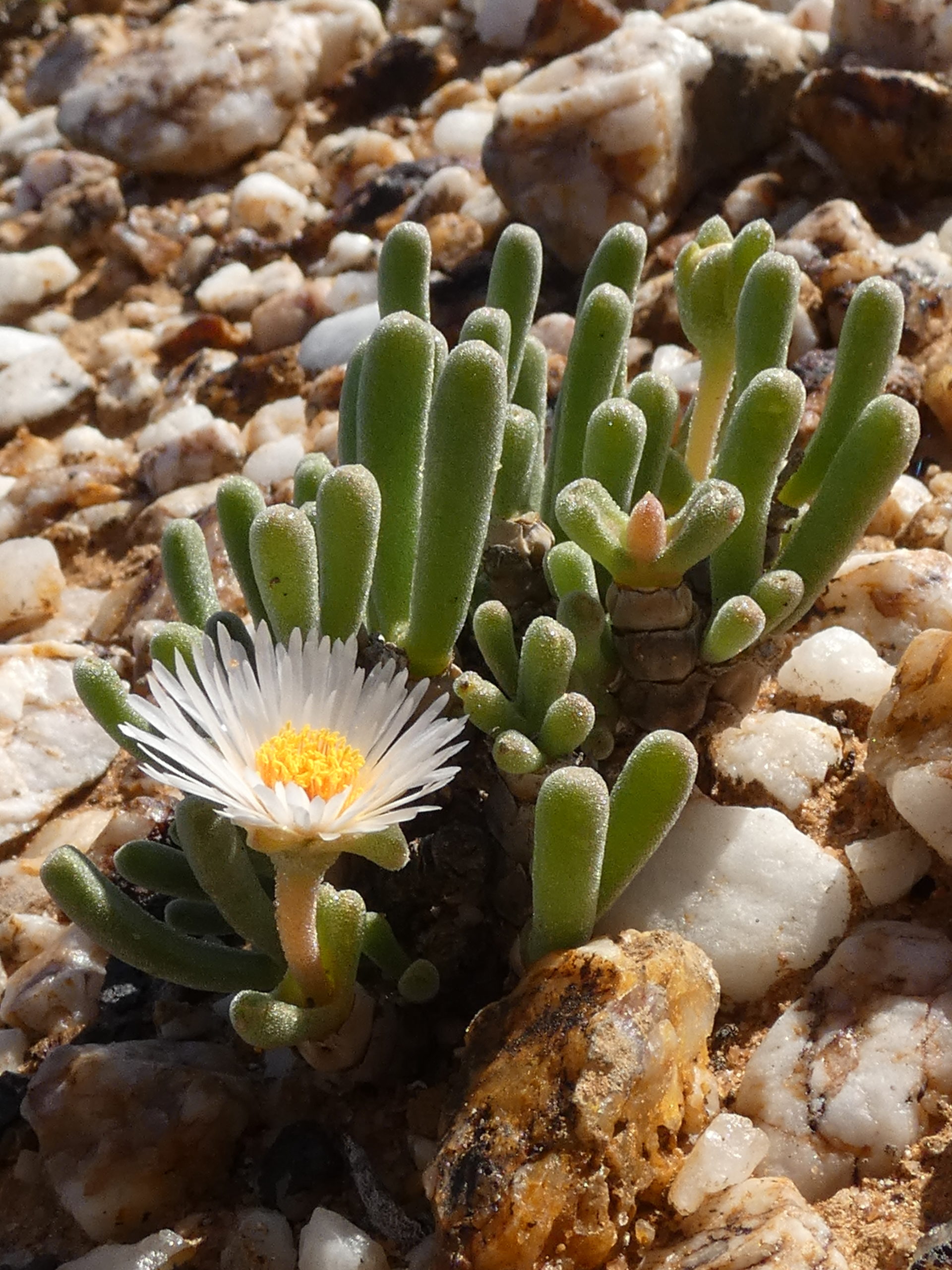 Bunny Succulents - Monilaria Moniliformis / Monilaria Obconica ...