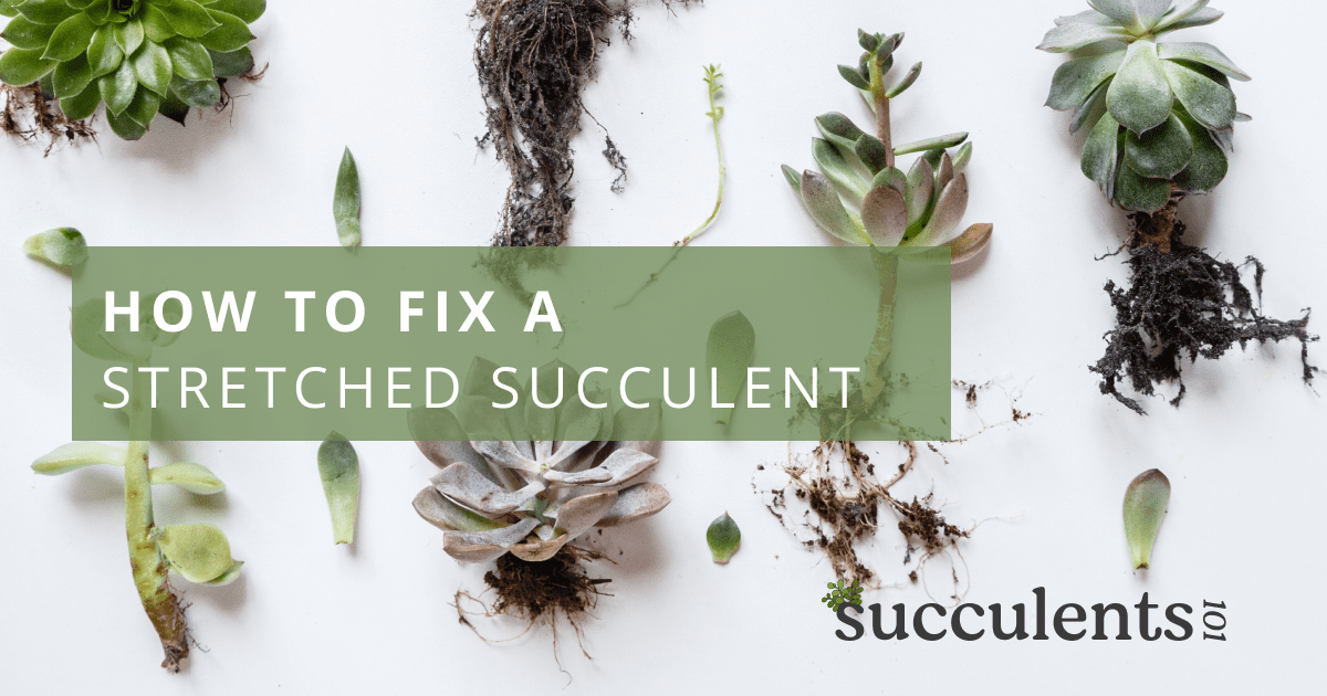 How To Fix A Stretched Succulent: A Complete Guide To Etiolation And Leggy Growth – Succulents 101