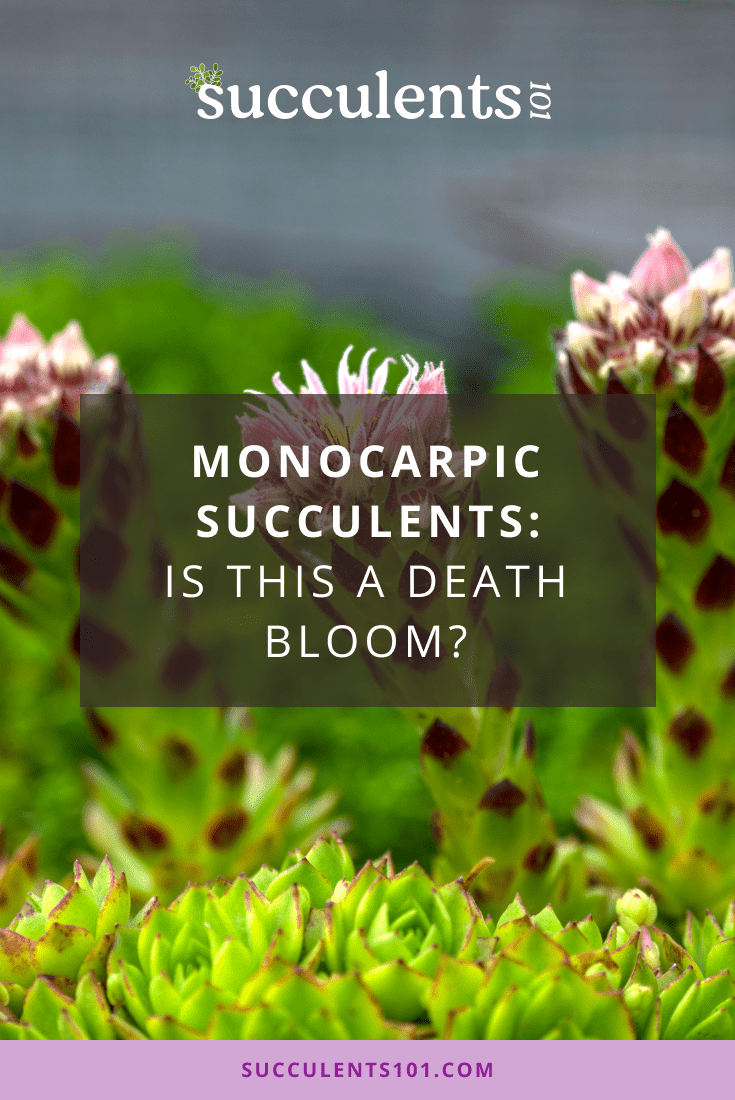 Is This A Death Bloom? Monocarpic Succulents – Succulents 101