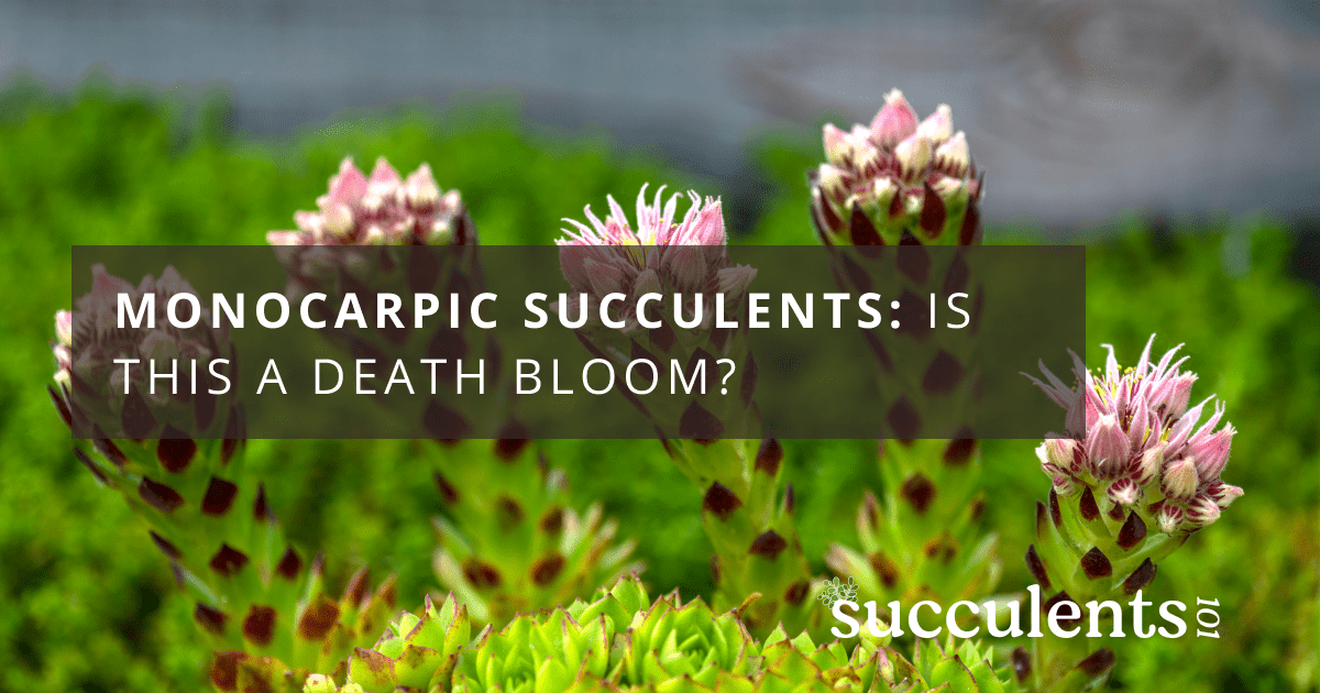 Is This A Death Bloom? Monocarpic Succulents – Succulents 101