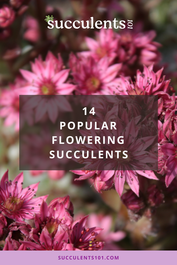 14 Popular Flowering Succulents - With Pictures – Succulents 101