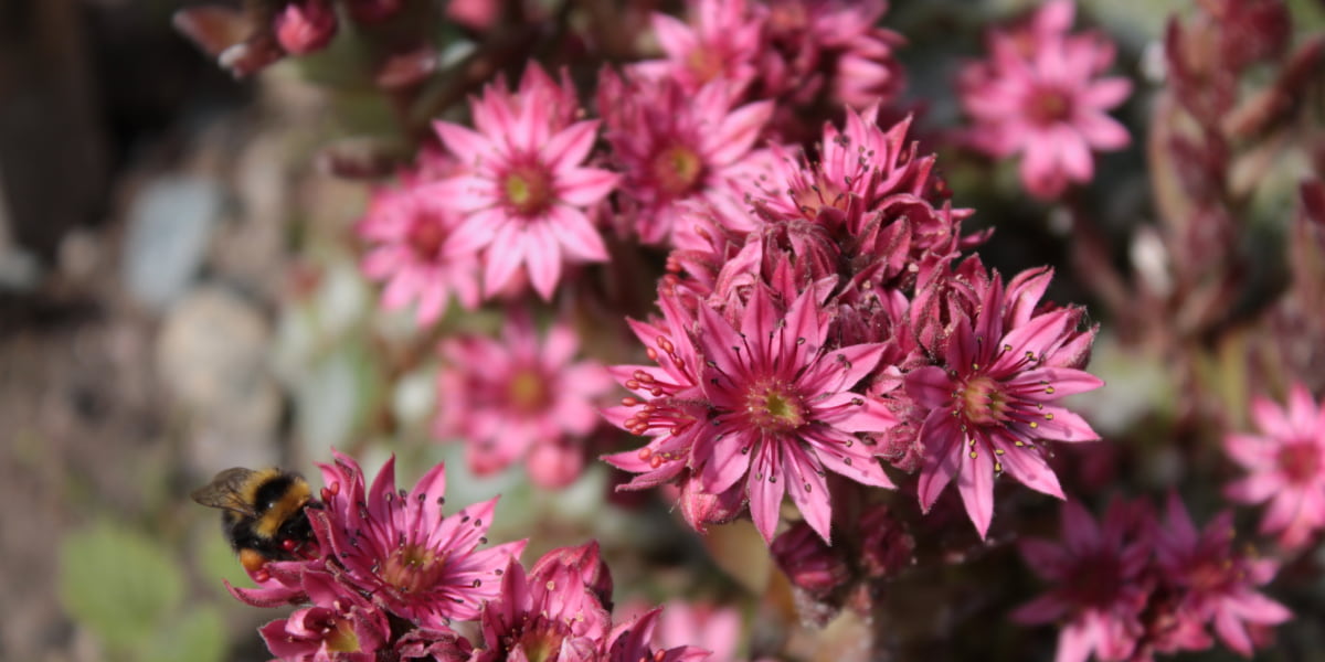 Succulent Trends – Succulents 101