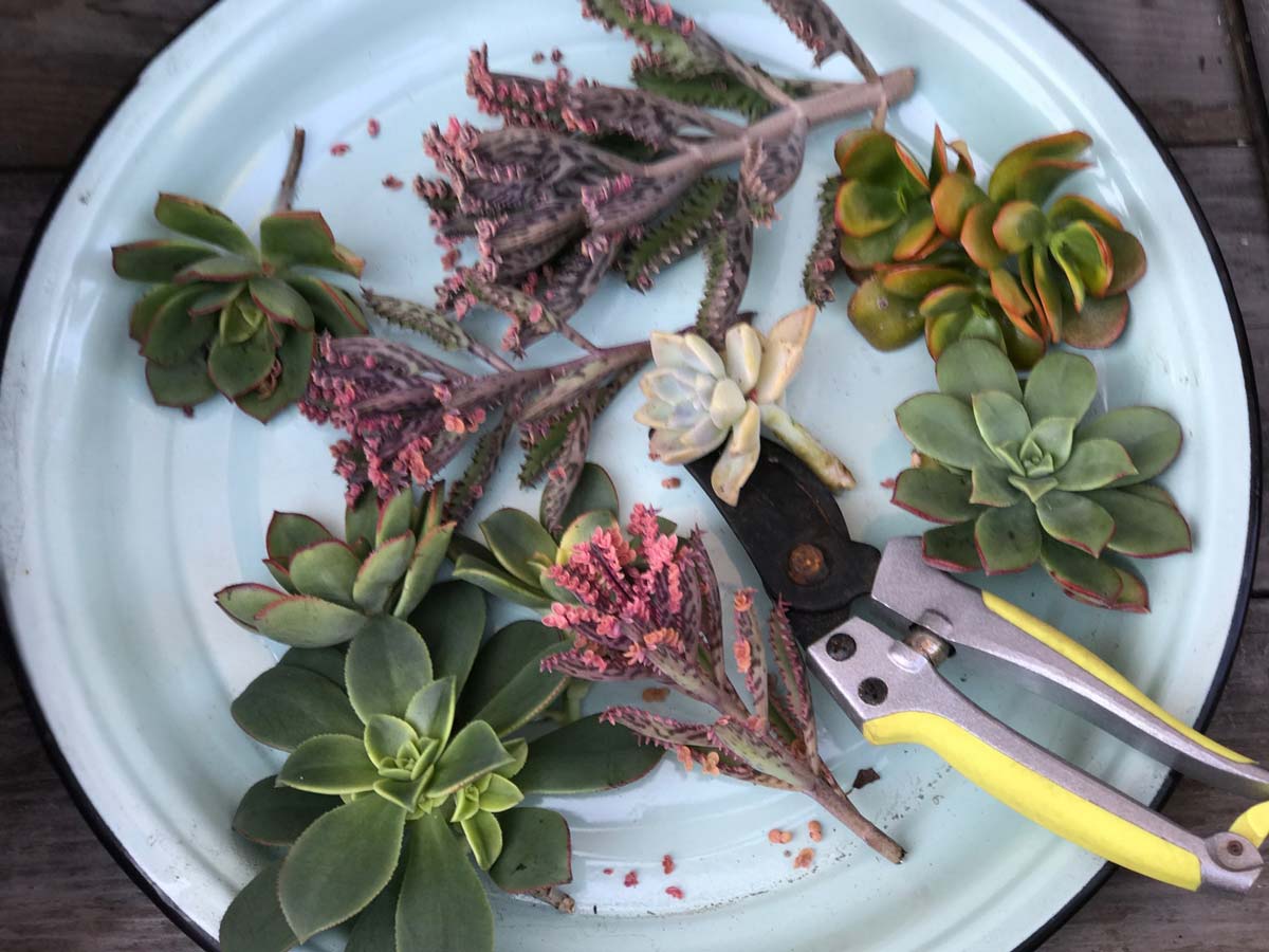 How To Propagate Succulents – Succulents 101
