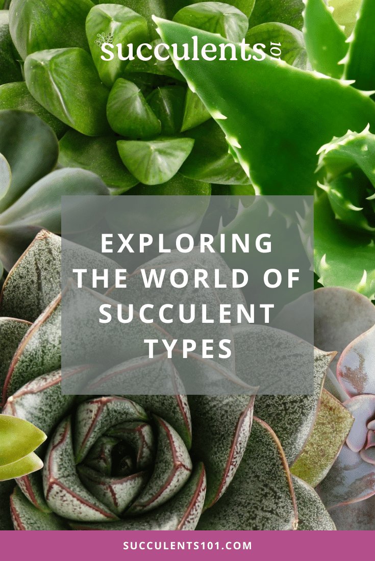 Exploring The World Of Succulent Types: A Visual Tour Of The Most ...