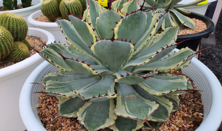 Exploring The World Of Succulent Types – Succulents 101