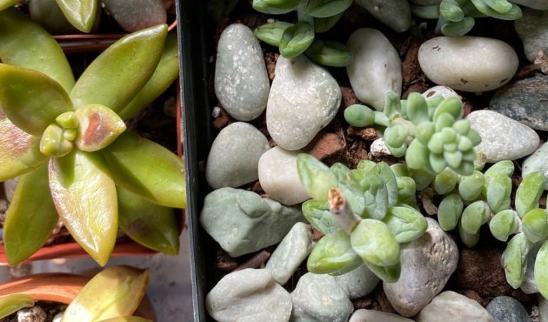 Simple Steps To Thriving Succulents – Succulents 101