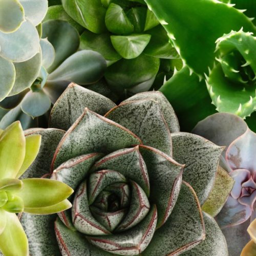 Exploring The World Of Succulent Types – Succulents 101