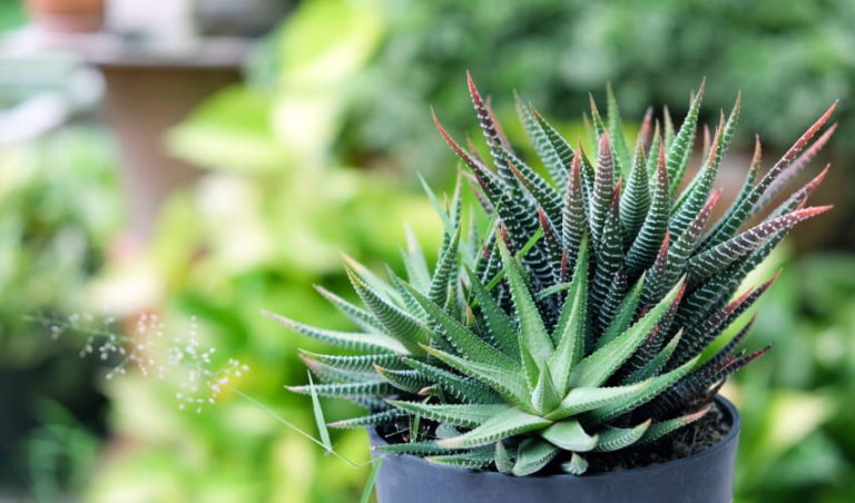 Exploring The World Of Succulent Types – Succulents 101