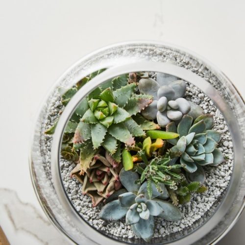 Succulent Types By Family & Genus – Succulents 101