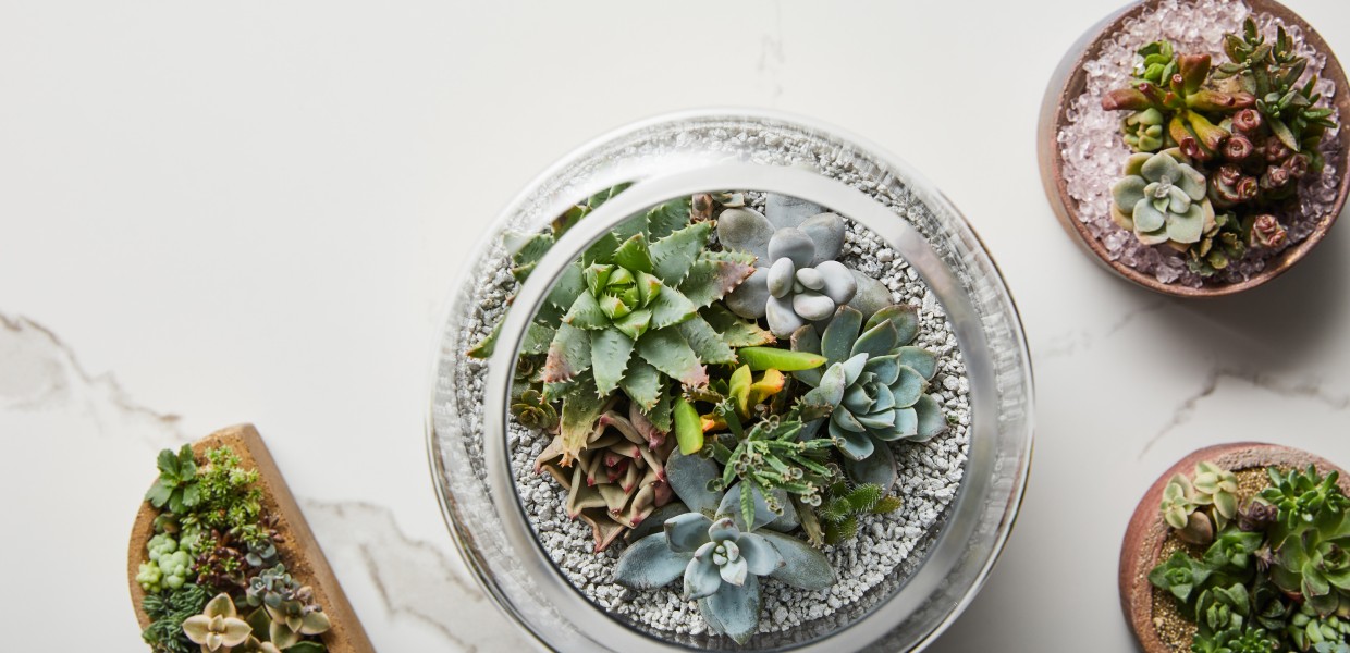 Simple Steps To Thriving Succulents – Succulents 101