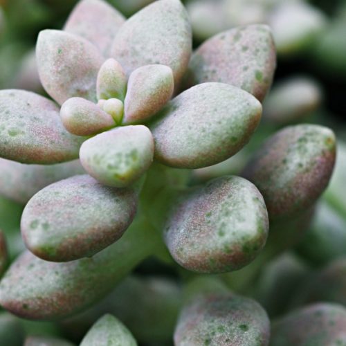 Succulent Types By Family & Genus – Succulents 101