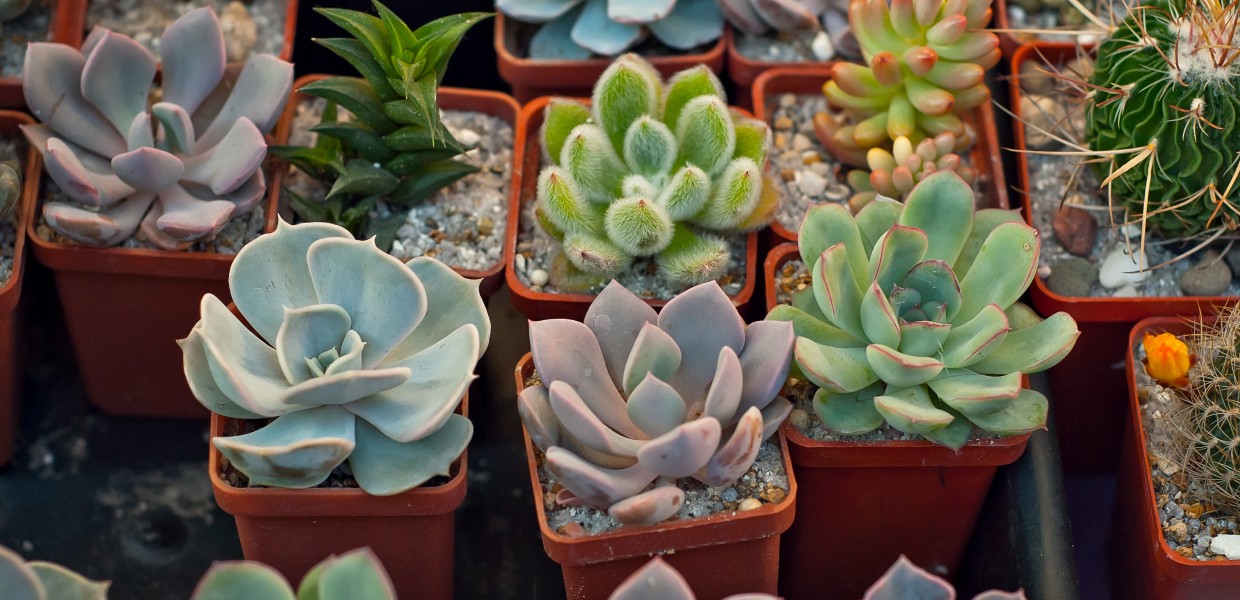 Succulent Types By Family & Genus – Succulents 101